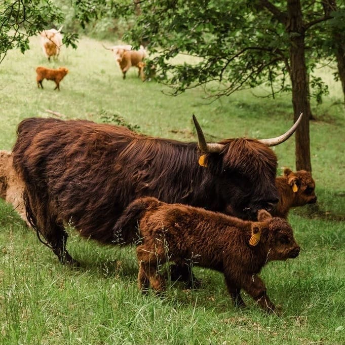 THE Highland Exchange